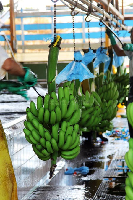 Banana Factory stock photo. Image of plantain, drain - 28439128