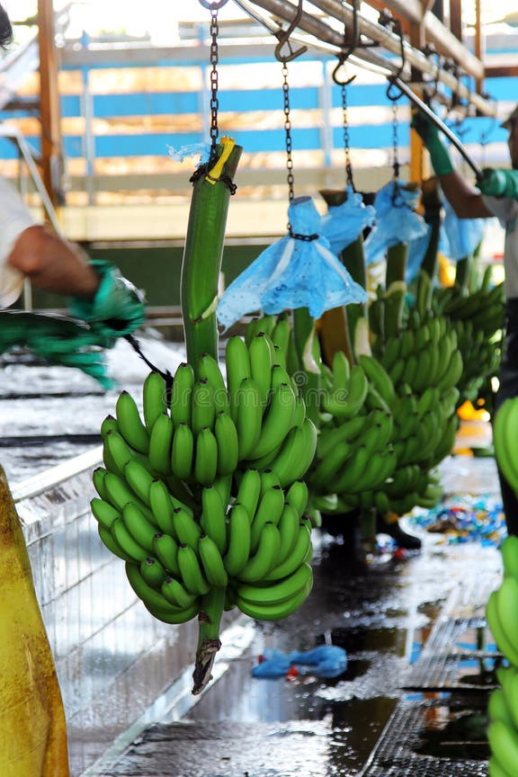 Banana Factory stock photo. Image of plantain, drain - 28439128