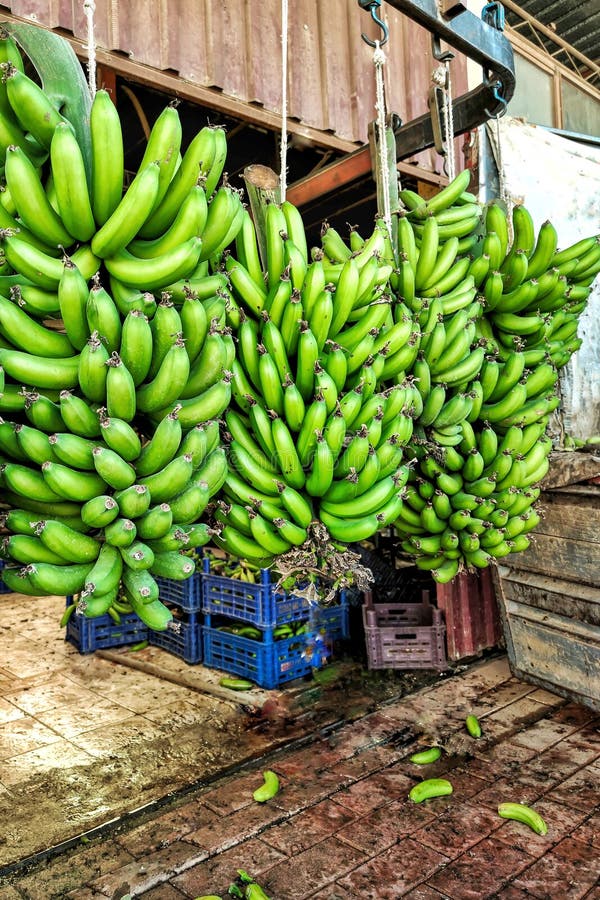 Banana Factory, Sorting and Preparing Bananas for Wholesale Stock Photo ...