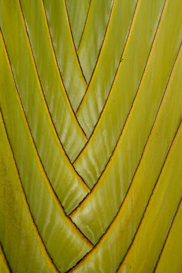 Banana fan stock photo. Image of foliage, light, life - 99221342