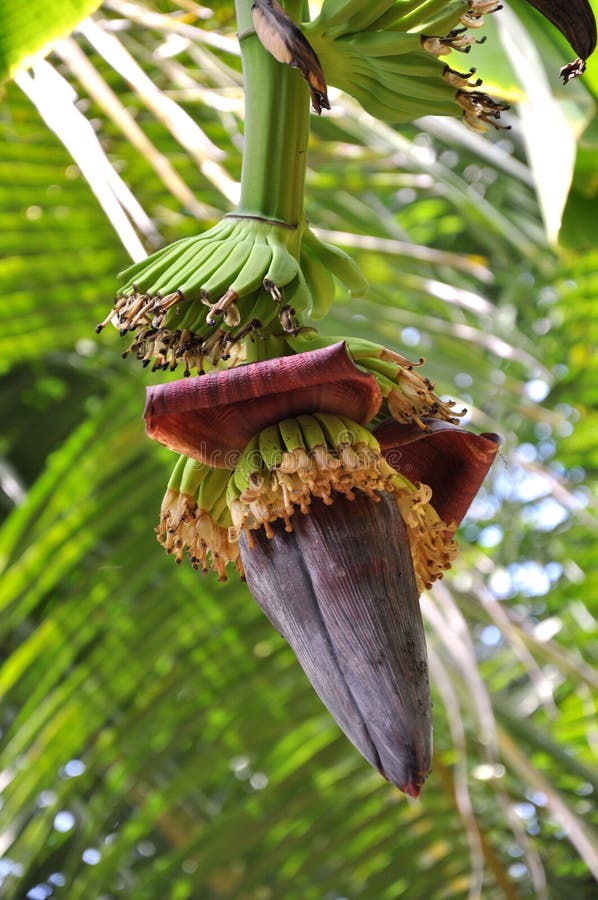 Banana Tree Flowers stock image. Image of flowers, setting - 112157855