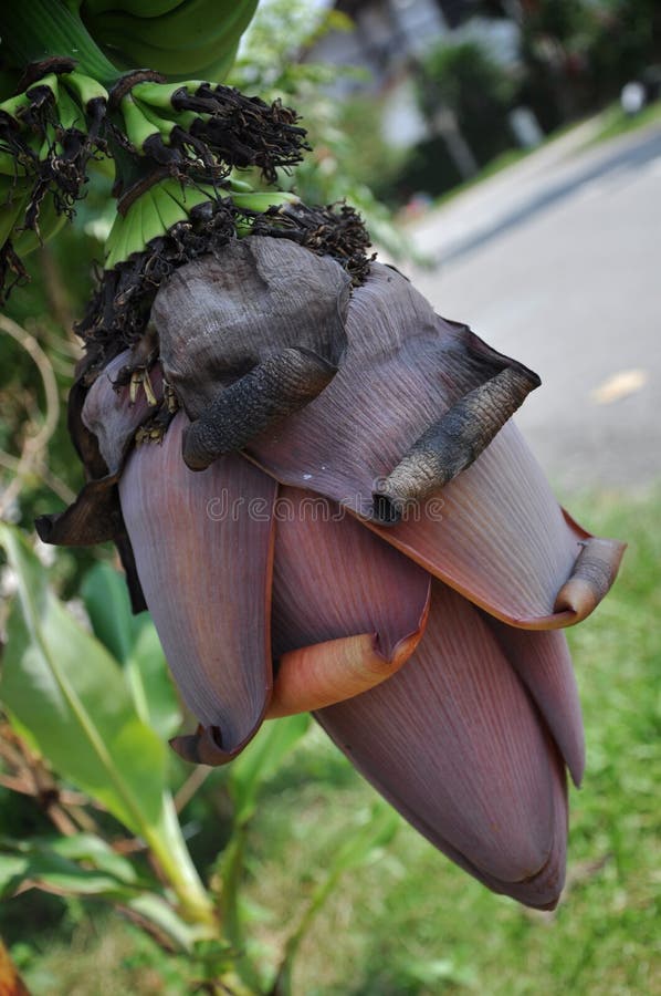 Banana Flower stock photo. Image of colour, food, vertical - 21681796