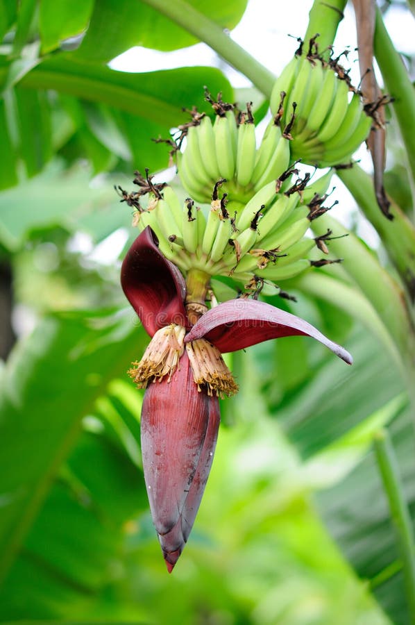 A Banana Flower stock image. Image of produce, blossom - 219323867
