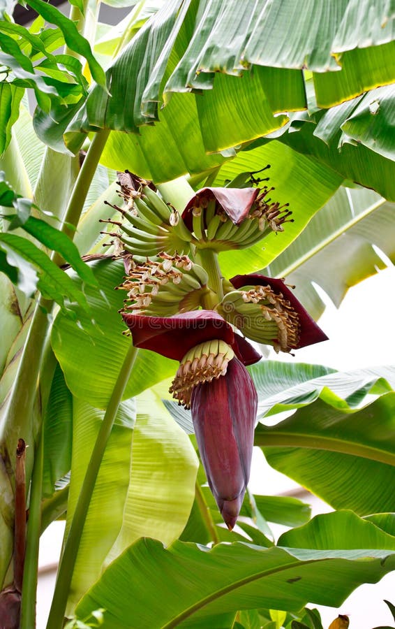Banana flower stock image. Image of farm, tropical, growth - 25448637