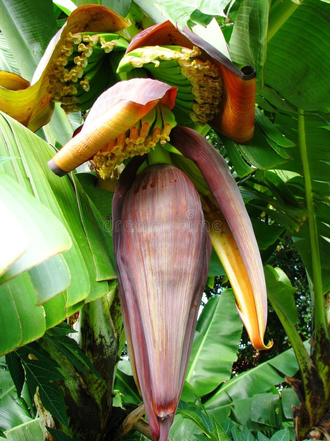 Banana flower stock image. Image of trees, green, climate - 4674375