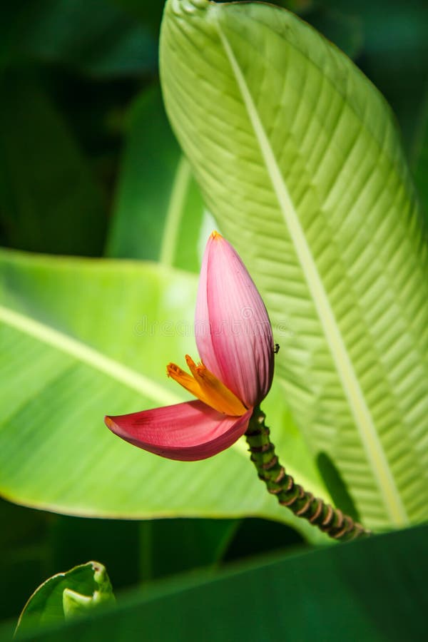 Banana flower stock image. Image of growth, jungle, color - 44991007