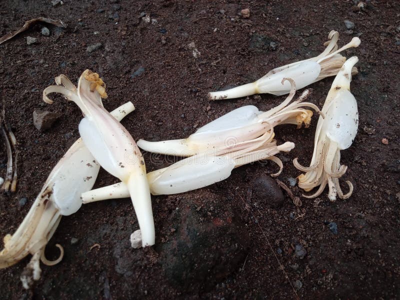 This is a Banana Flower that Has Fallen Off Stock Photo - Image of ...