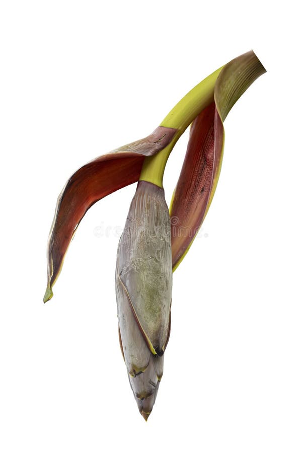 A Banana Flower Isolated on White Background Stock Image - Image of ...