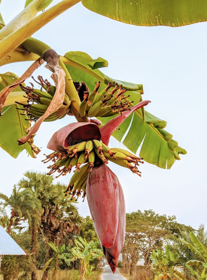 Banana Flower with New Born Banana Stock Photo - Image of beautiful ...