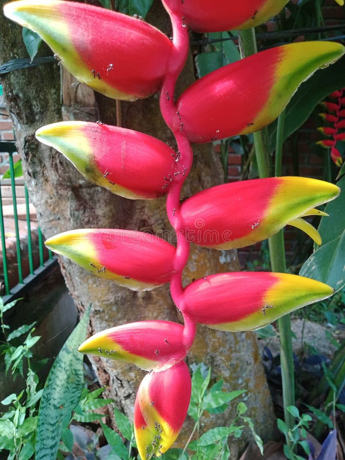 This is a Banana Flower is an Ornamental Plant Stock Image - Image of ...