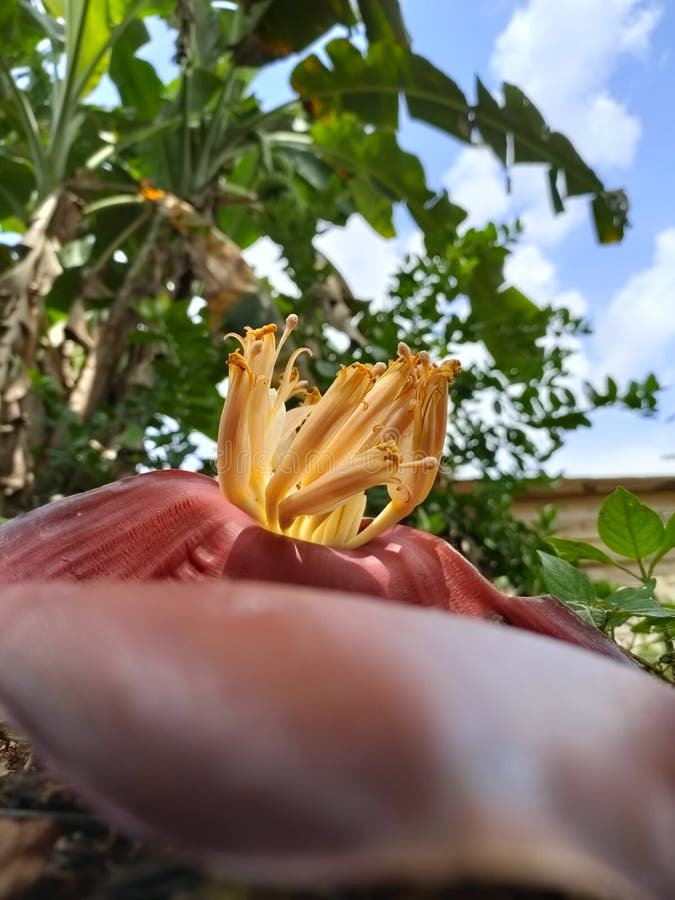Banana Flower Under a Banana Tree Stock Photo - Image of plants ...