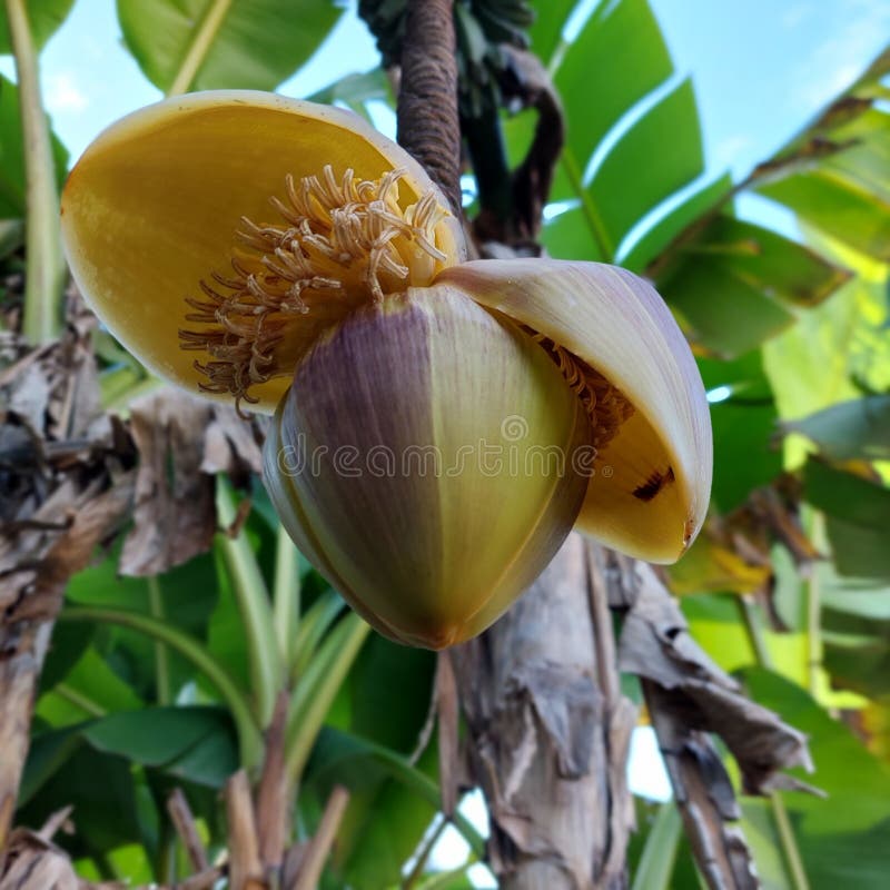 Banana Flowering Branch in the Genus Musa Stock Image - Image of shrub ...