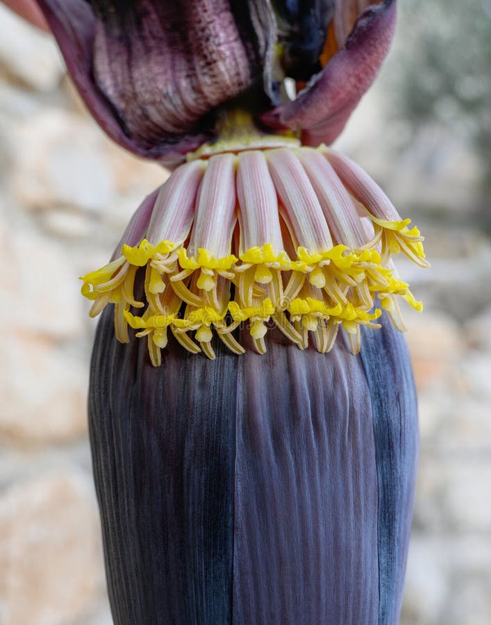 Banana flowers stock image. Image of stem, flower, food - 325468367