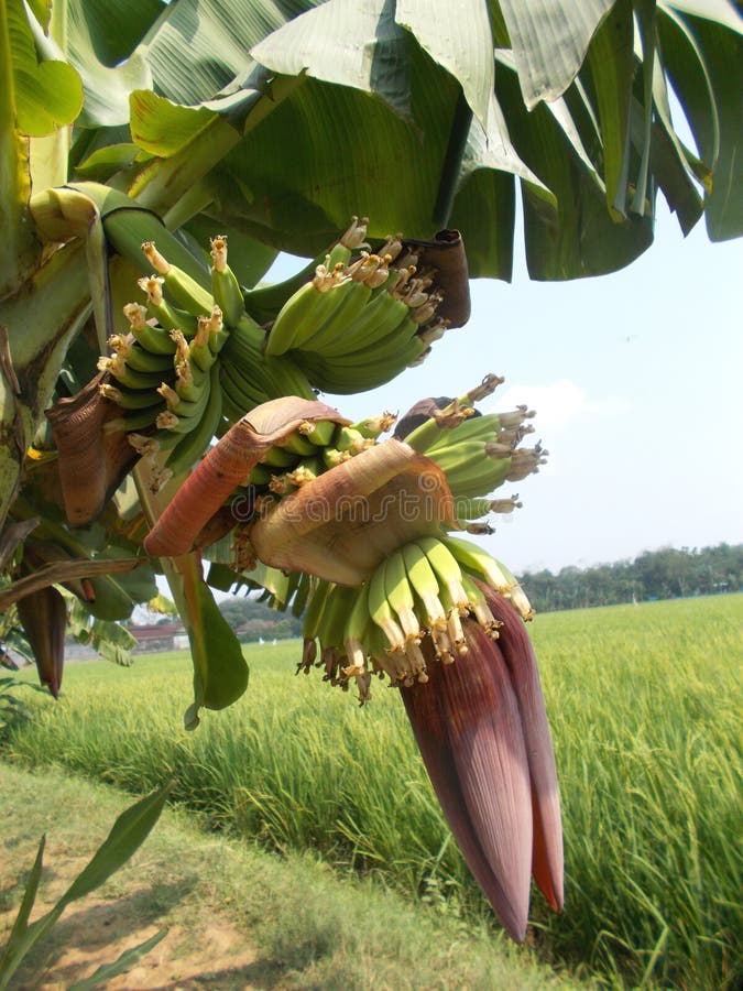 Banana flowers red saba stock photo. Image of eating - 99745158