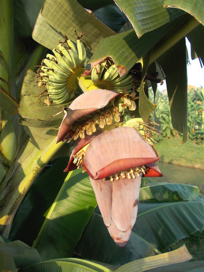 Saba banana on over white stock photo. Image of eating - 98286948