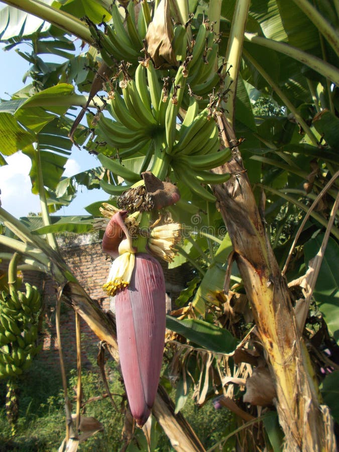 Banana flowers red saba stock image. Image of blossom - 99930633