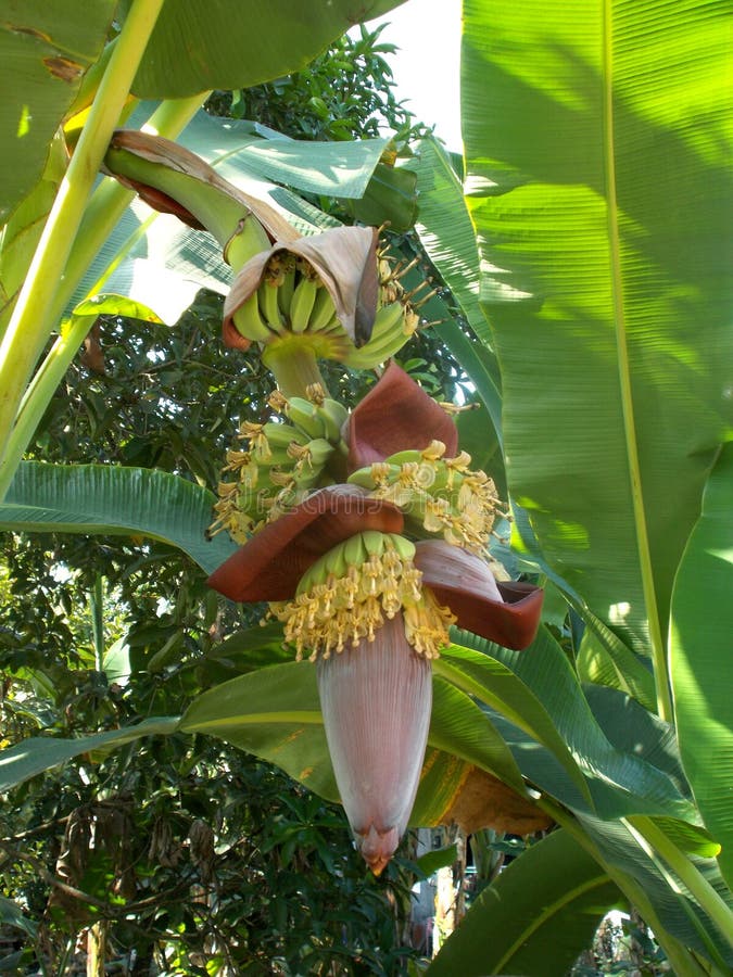 Banana flowers at the tree stock image. Image of forest - 98187511