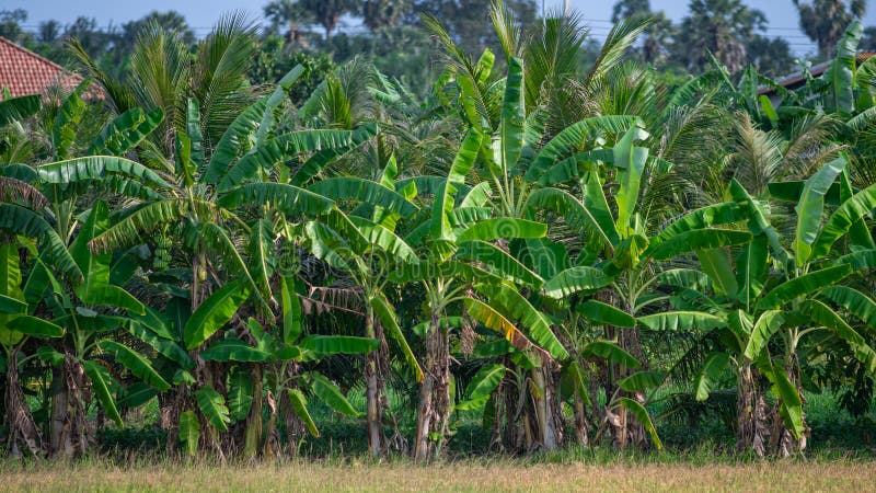 Banana forests stock image. Image of plantation, agriculture - 337133393