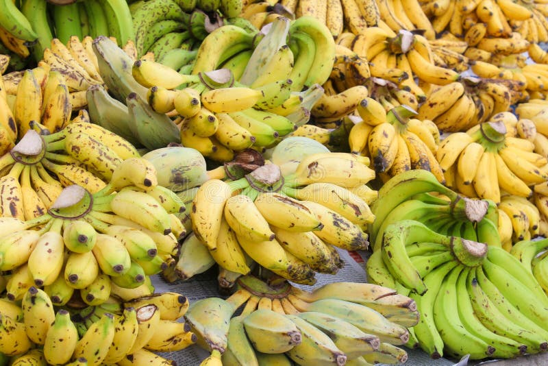 Banana Fruit stock photo. Image of banana, citrus, essential - 260082302