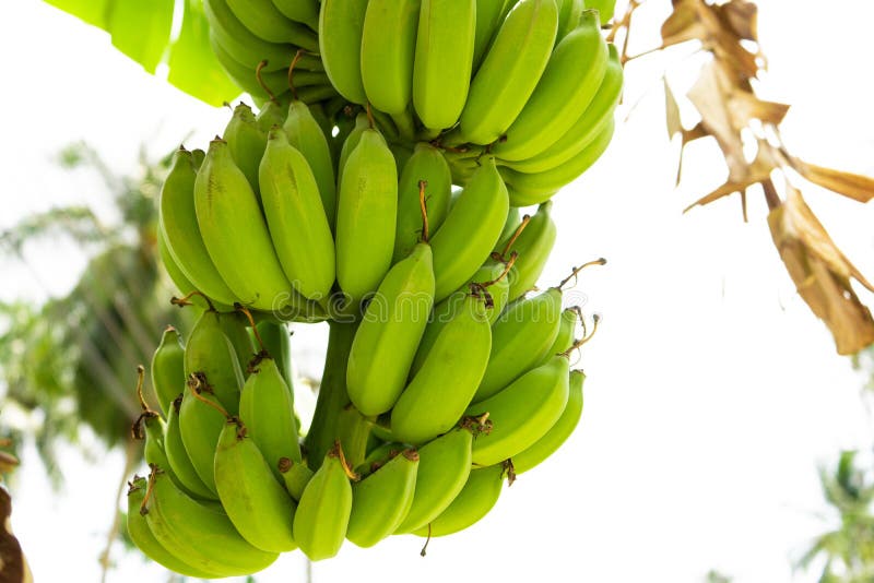 Banana Fruit Branch. Green Bananas Hang on a Tree Stock Photo - Image ...
