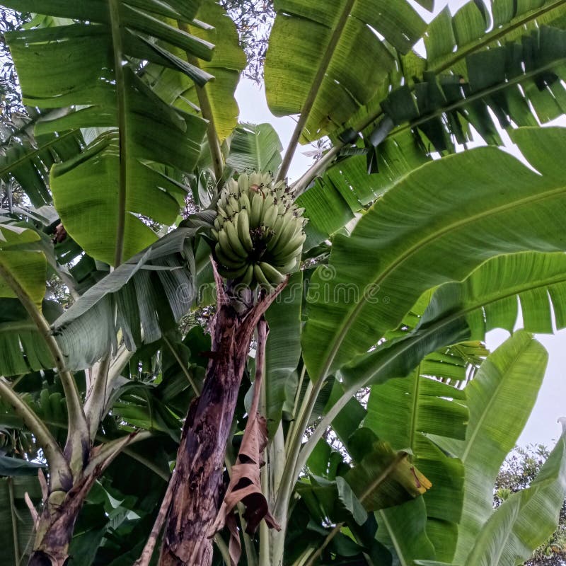 Banana Fruit Hanging on Banana Tree in Home Garden Stock Photo - Image ...