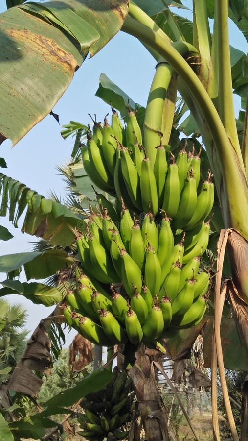 Banana fruit stock photo. Image of indian, vegetable - 254526646