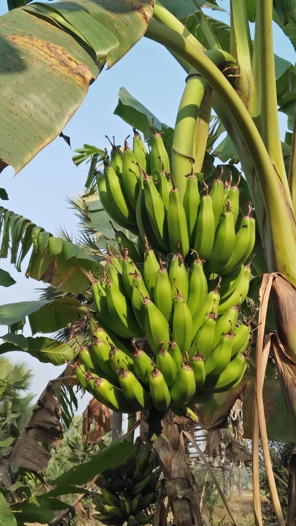 Banana fruit stock photo. Image of indian, vegetable - 254526646