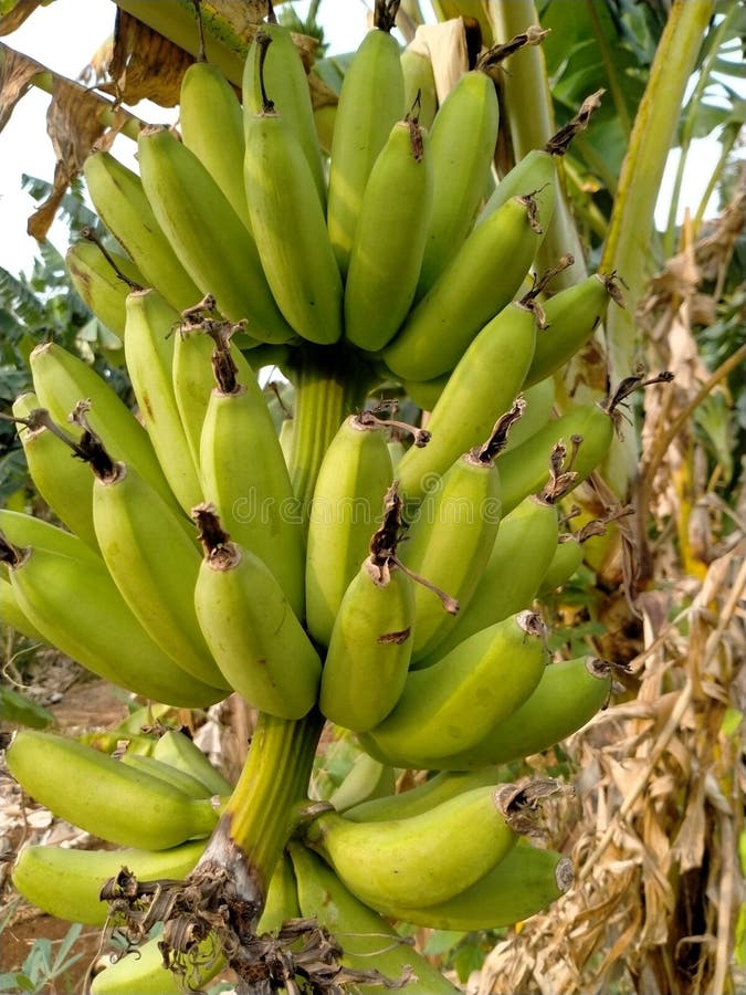 Banana Fruit Still Stuck on the Tree Stock Photo - Image of yellow ...