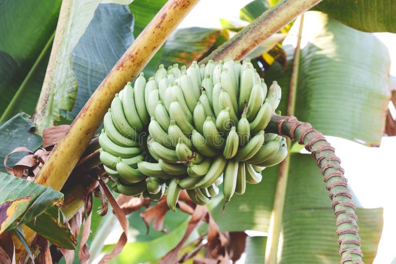 Banana Fruit on Banana Tree in the Summer, Raw Banana - Green Banana ...