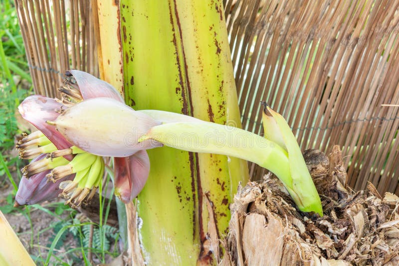 Banana Fruit in Trunk and Banana Strange. Stock Image - Image of trunk ...