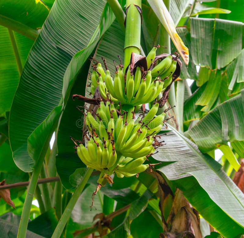 Banana Fruits on a Banana Plantation Stock Image - Image of tree, food ...