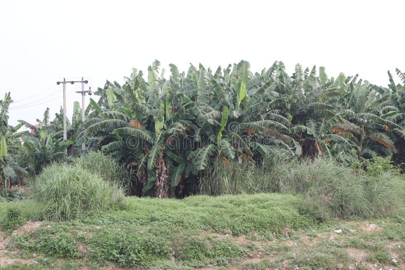 The banana garden stock photo. Image of fruit, morning - 257558810