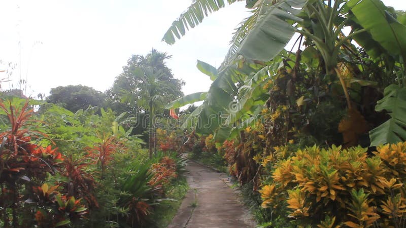 Banana garden path stock footage. Video of tropical, lawn - 57395120