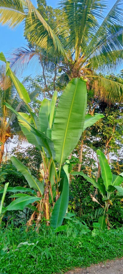 Banana garden view stock photo. Image of tree, fruit - 280694892
