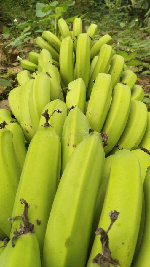Banana Green Delicious Taste Stock Image - Image of yellow, leaf: 261893513