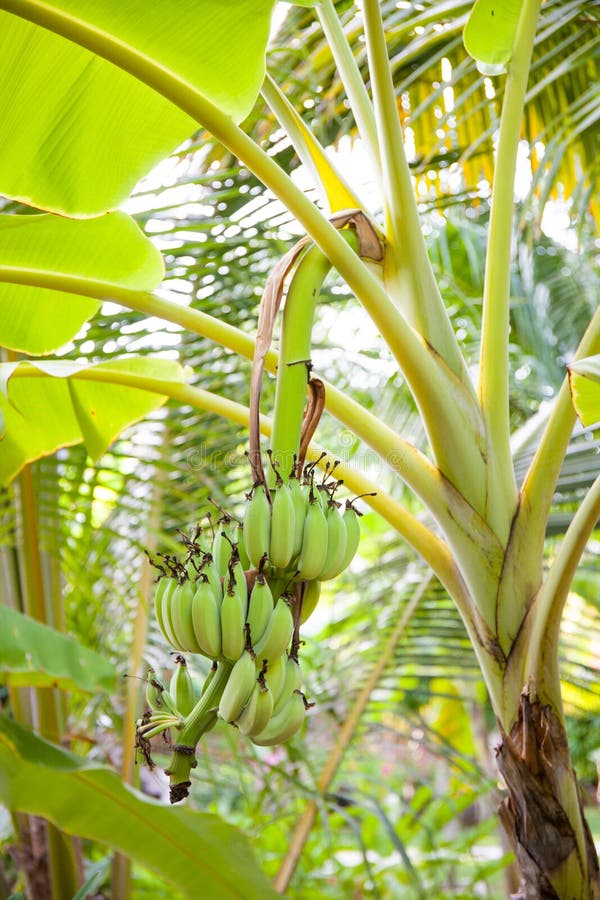 Banana stock photo. Image of garden, crop, group, branch - 65022982