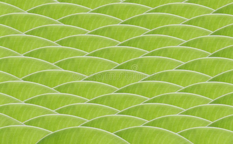 Banana Green Leaf Design Wave Pattern Stock Image - Image of freshness ...