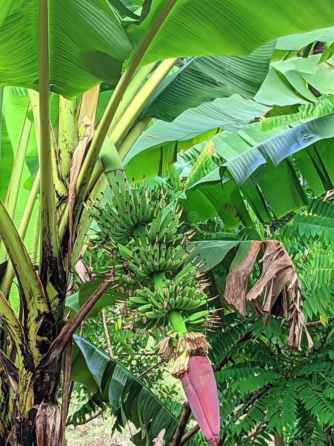 Banana growth process stock photo. Image of growth, fruit - 380619450