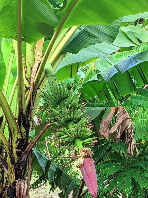 Banana growth process stock photo. Image of growth, fruit - 380619450