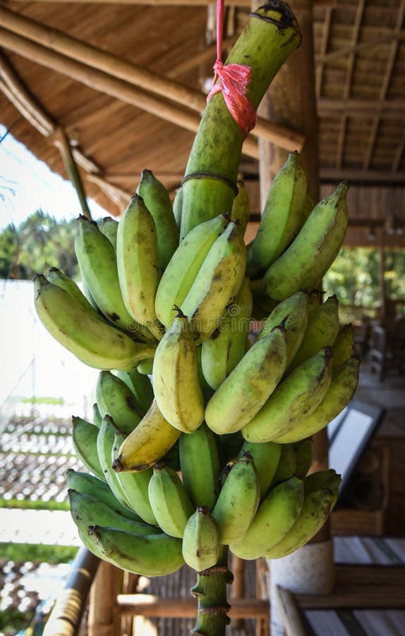 Hang Mature Bananas Group Outdoors Stock Photos - Free & Royalty-Free ...