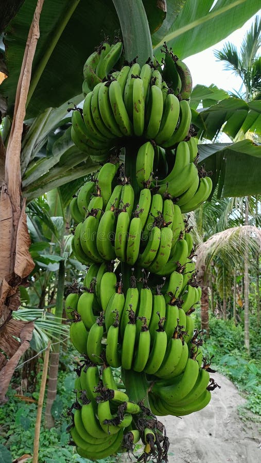 Banana stock photo. Image of good, organic, india, green - 316514882