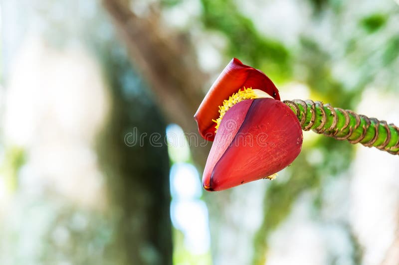 Banana inflorescence stock photo. Image of inflorescence - 8732890