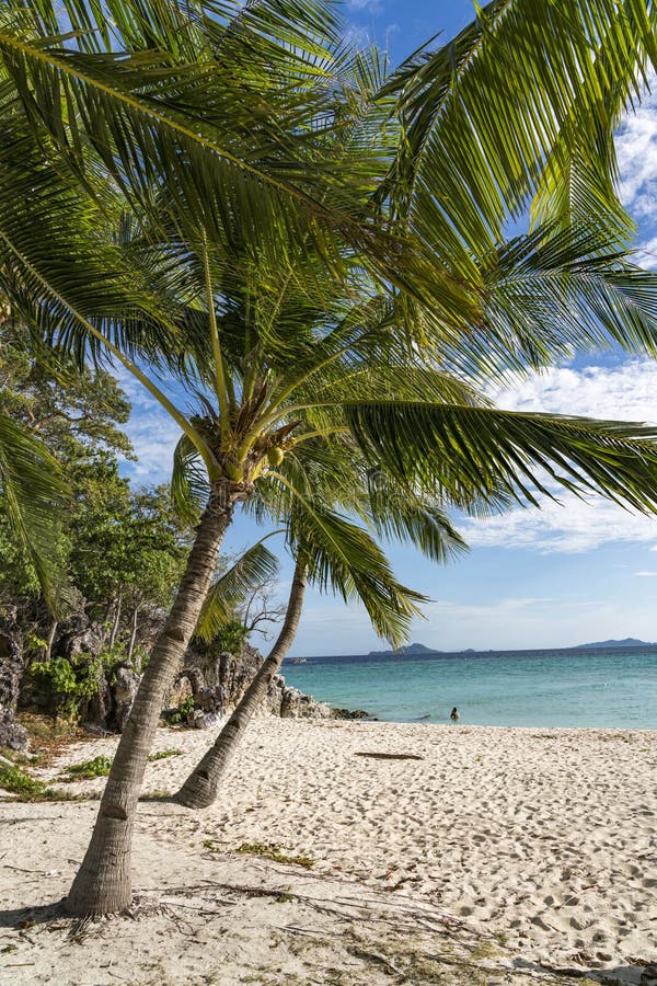 Banana Island in Palawan, Philippines Stock Photo - Image of puerto ...