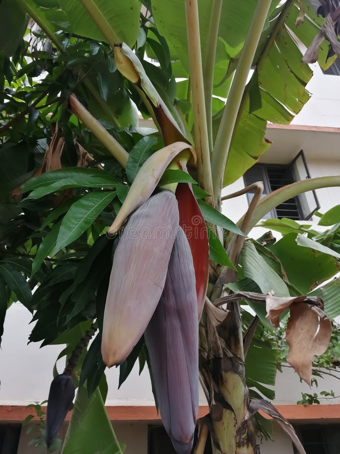 Banana or kela is a fruit stock image. Image of agriculture - 38474835