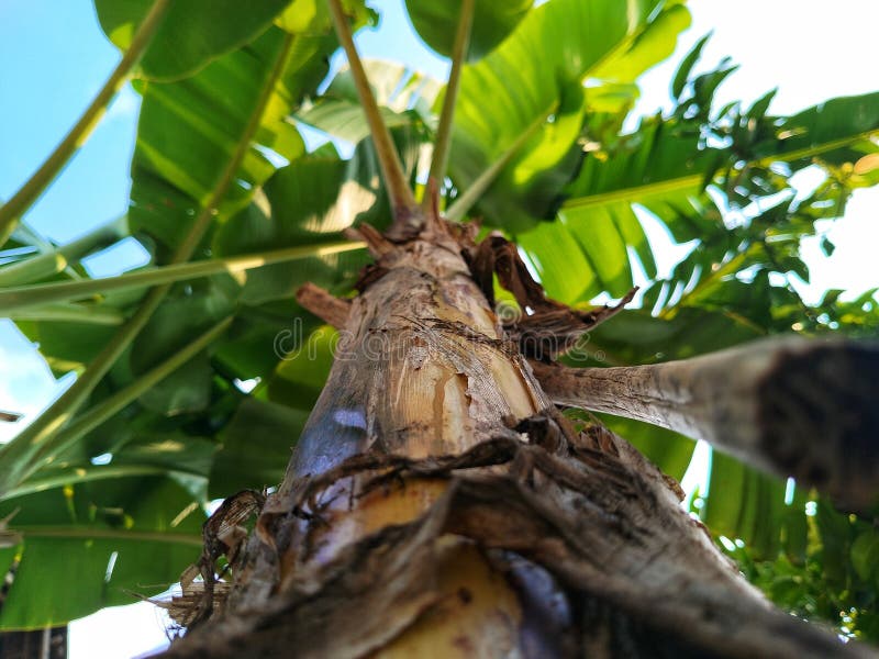 Banana king tree stock photo. Image of tropical, plantain - 388576934