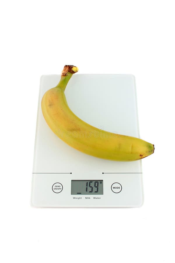 BANANA SCALE INSECT stock image. Image of nature, cosmopolites - 186400041