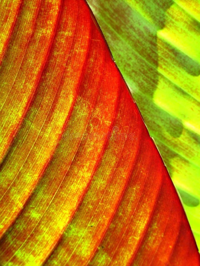 84,844 Translucent Light Stock Photos - Free & Royalty-Free Stock ...