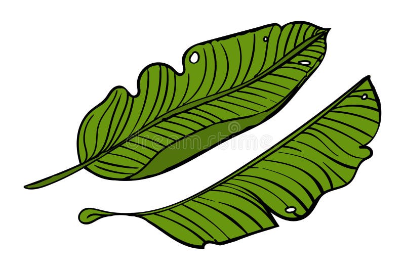 Banana Leaf Drawing Stock Illustrations – 17,965 Banana Leaf Drawing ...