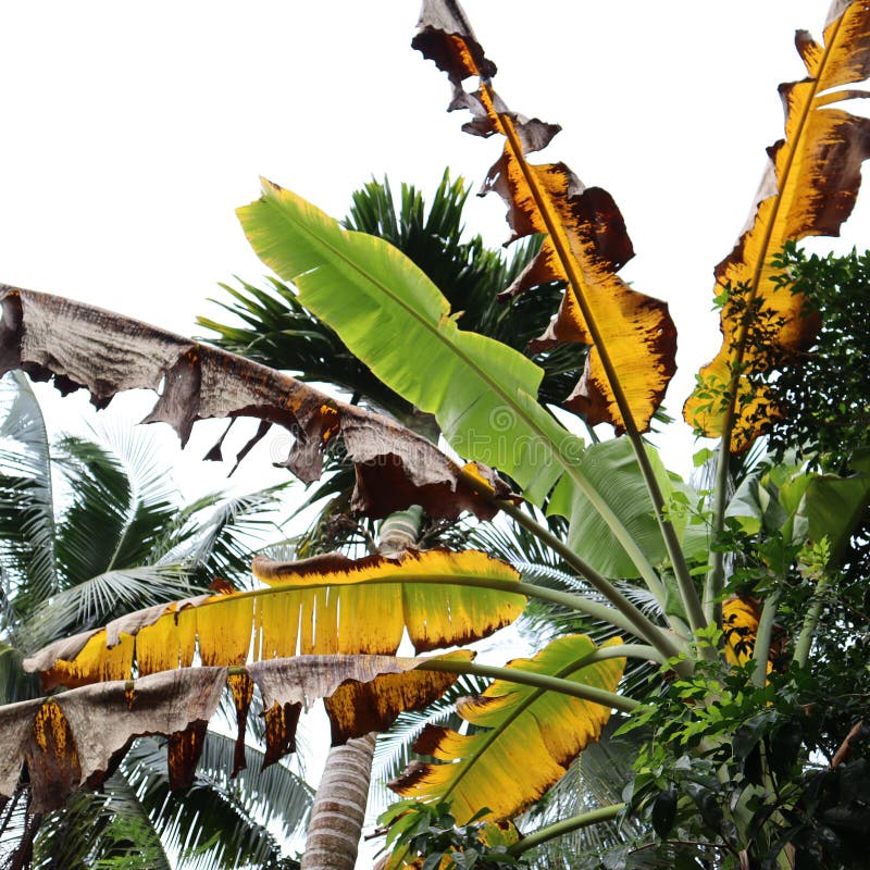 Banana Leaf in Different Color Stock Image - Image of garden, light ...