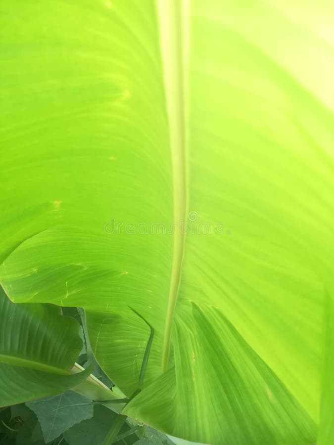 Banana Leaf & X28;Kola Pata& X29; Stock Image - Image of flower, nature ...